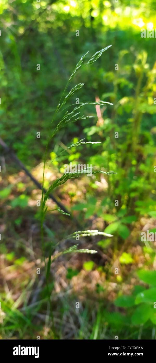 tufted hair grass (Deschampsia cespitosa Stock Photo - Alamy