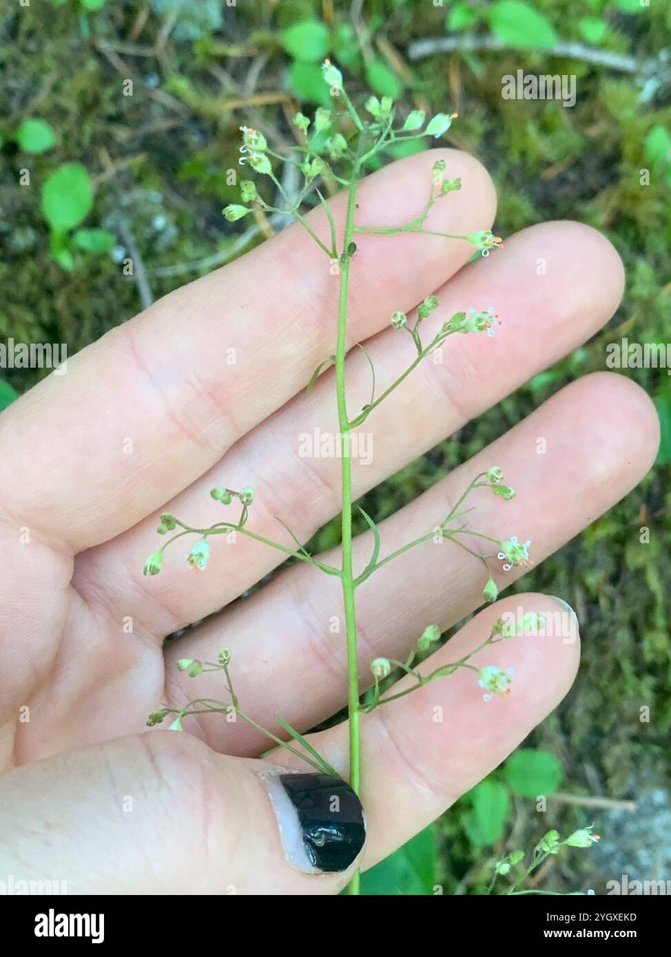 crevice alumroot (Heuchera micrantha Stock Photo - Alamy