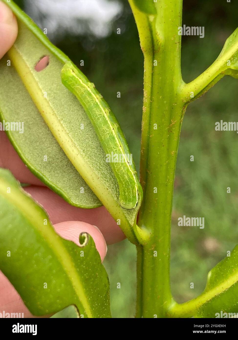 Florida Fern Moth (Callopistria floridensis Stock Photo - Alamy