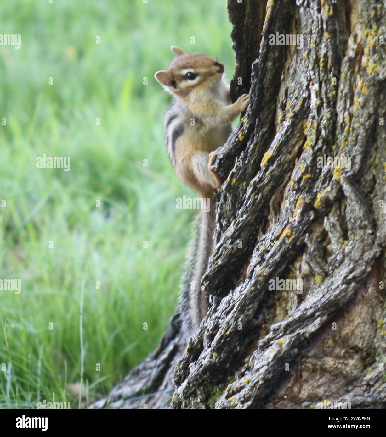 Eastern Chipmunk (Tamias striatus Stock Photo - Alamy