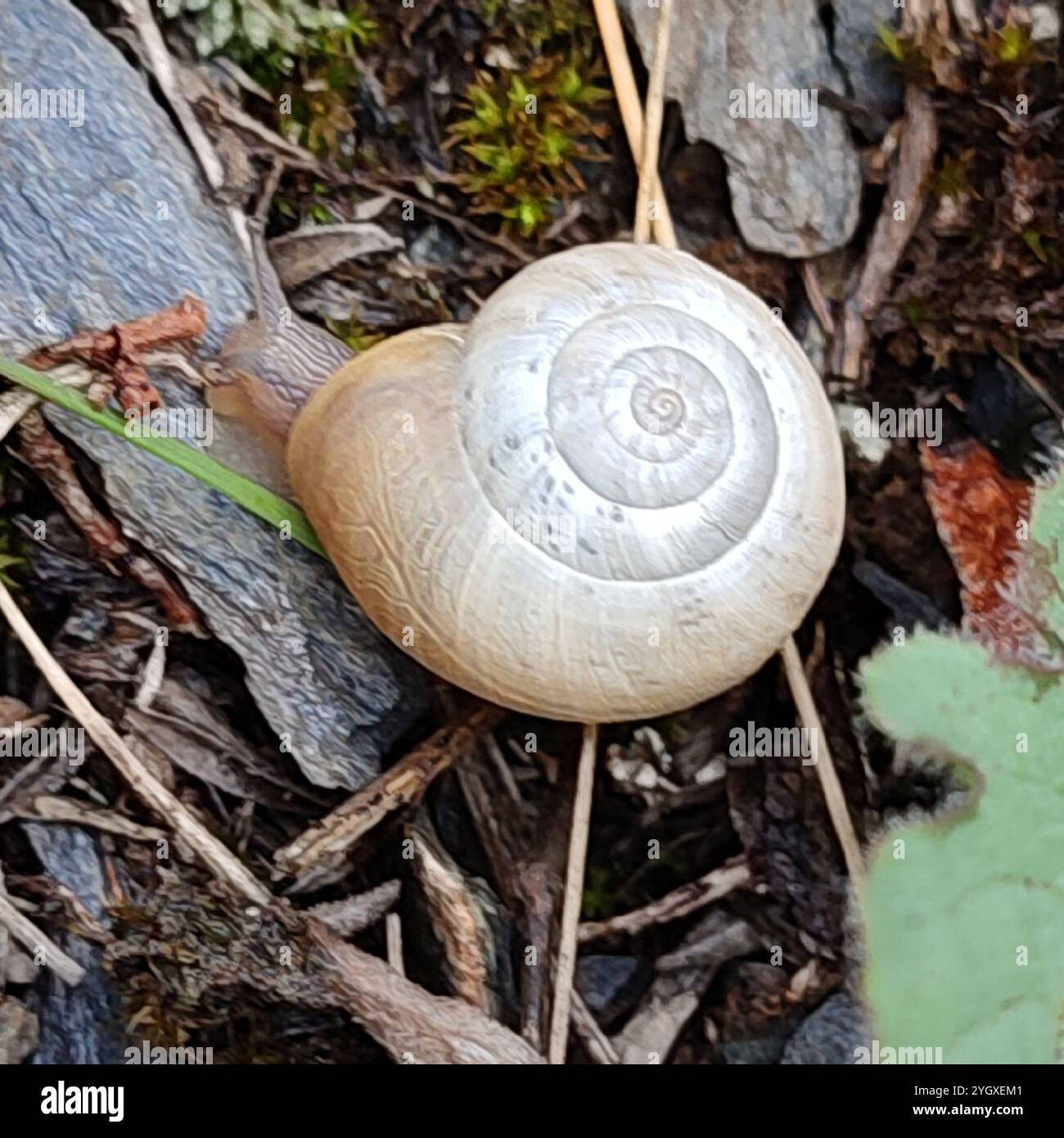 Helix Snails (Helicidae Stock Photo - Alamy