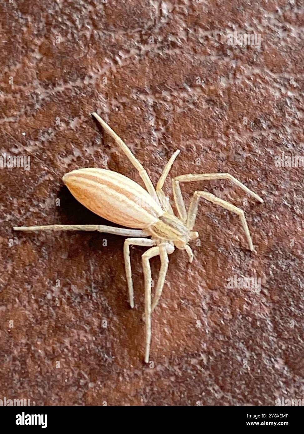 Slender Crab Spiders (Tibellus Stock Photo - Alamy