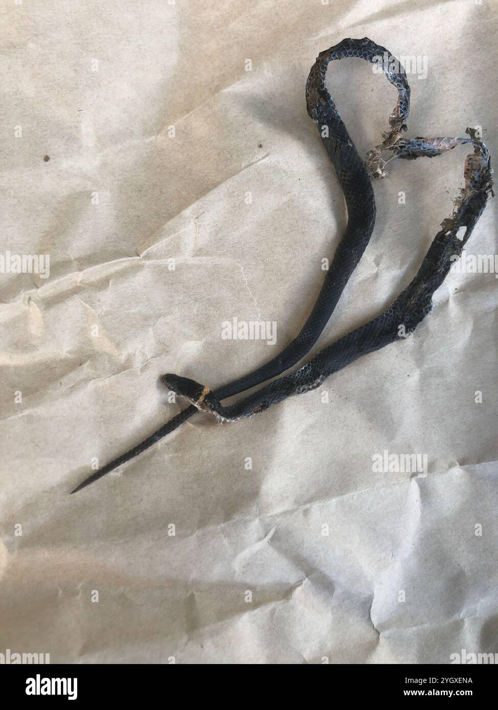 Northern Ringneck Snake (Diadophis punctatus edwardsii Stock Photo - Alamy