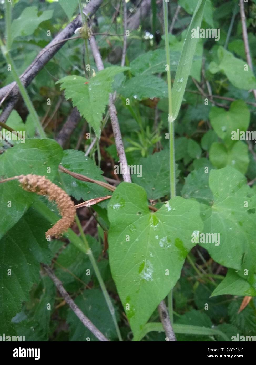large bindweed (Calystegia silvatica Stock Photo - Alamy