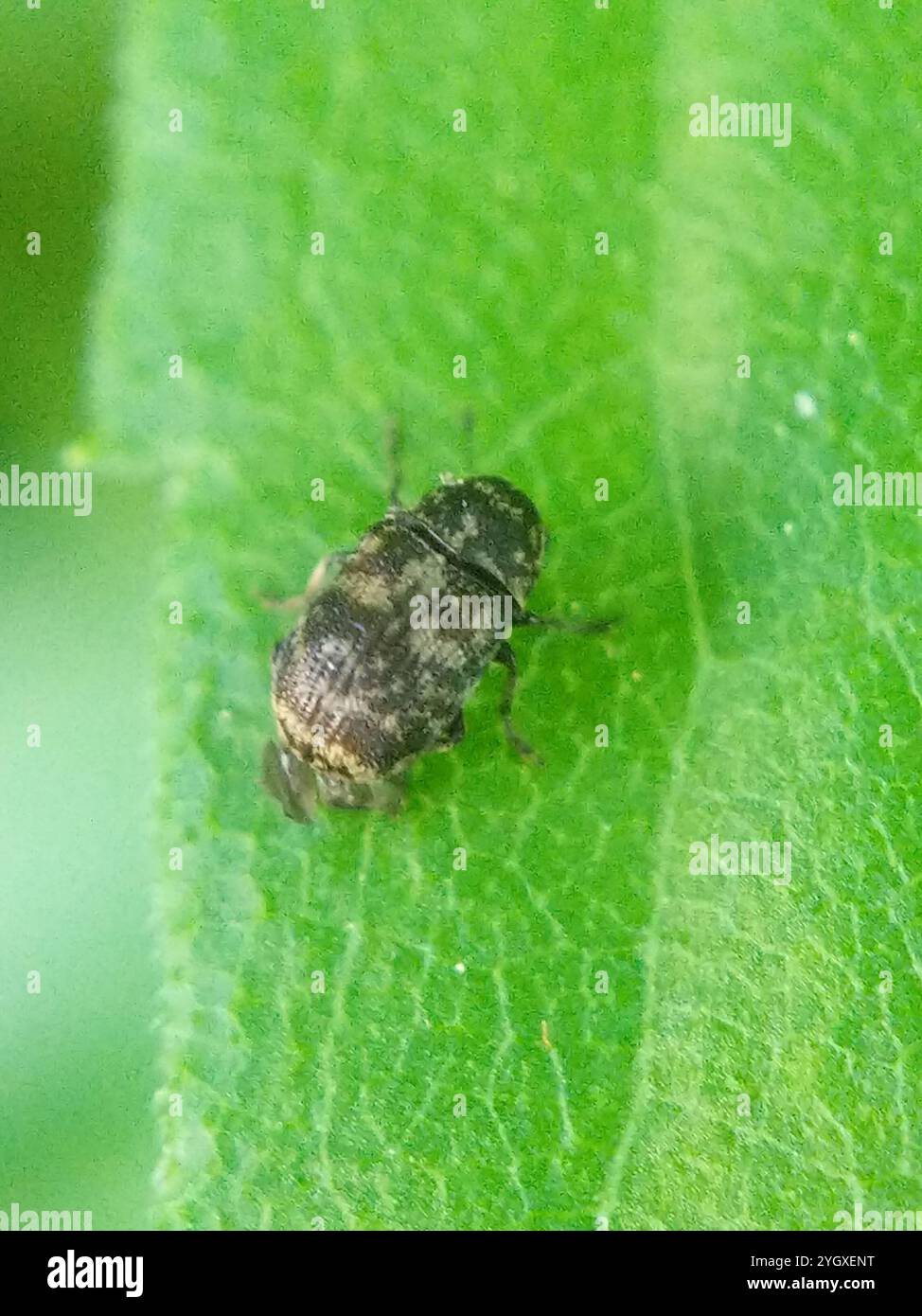Fungus weevils hi-res stock photography and images - Alamy