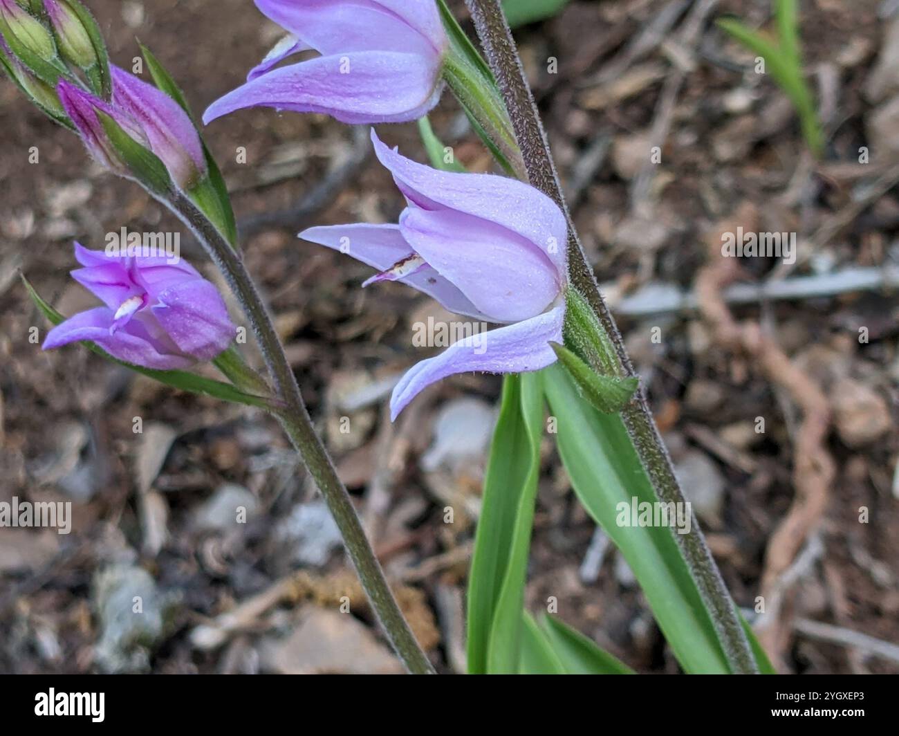 Red Helleborine (Cephalanthera rubra Stock Photo - Alamy