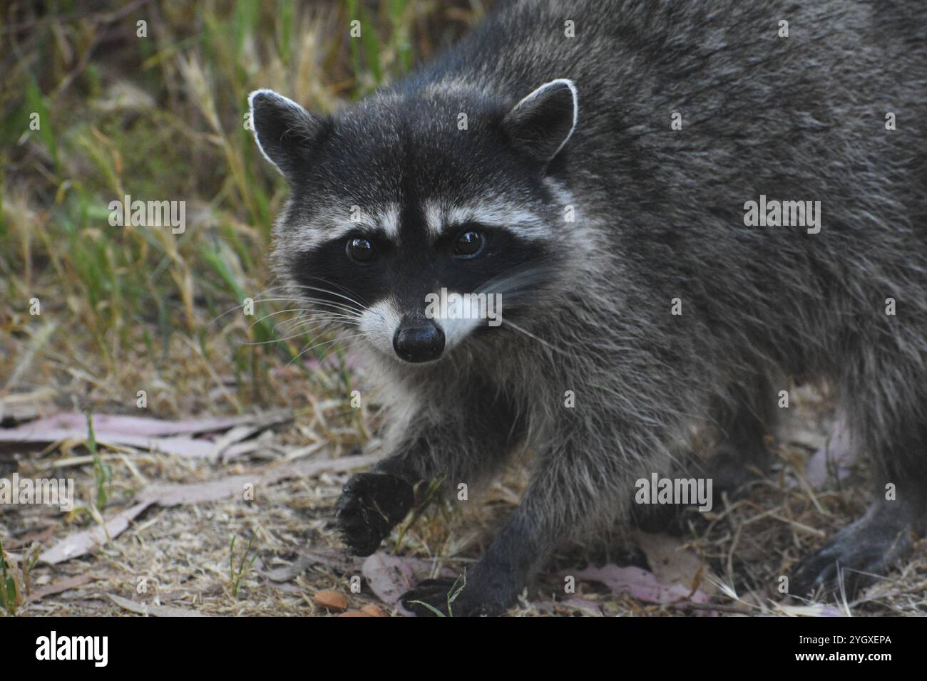 Common Raccoon (Procyon lotor Stock Photo - Alamy