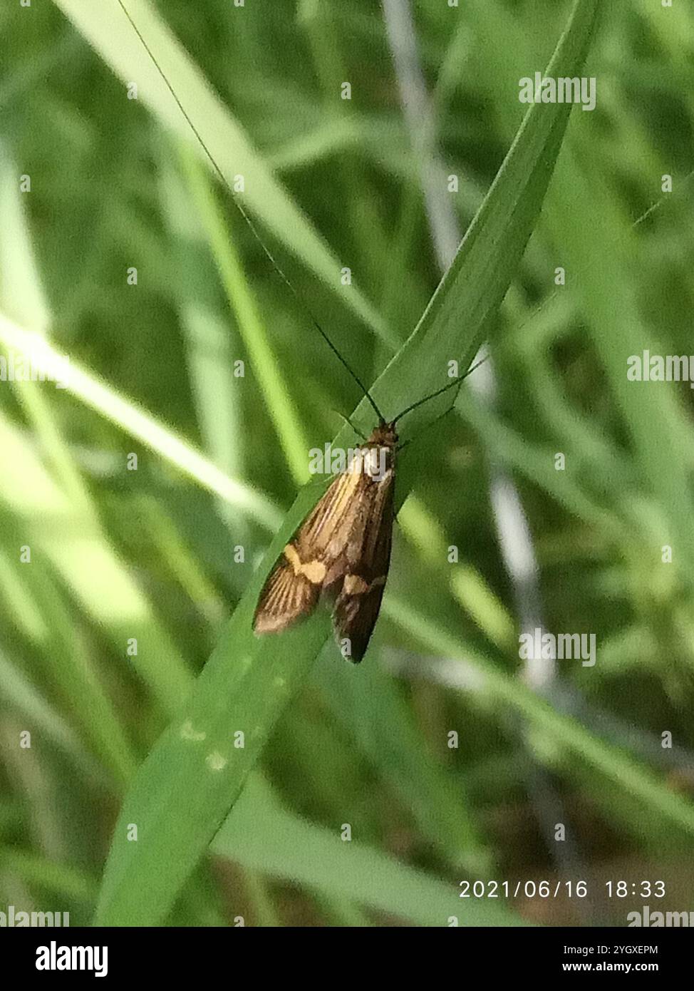 Yellow-barred Longhorn (Nemophora degeerella Stock Photo - Alamy