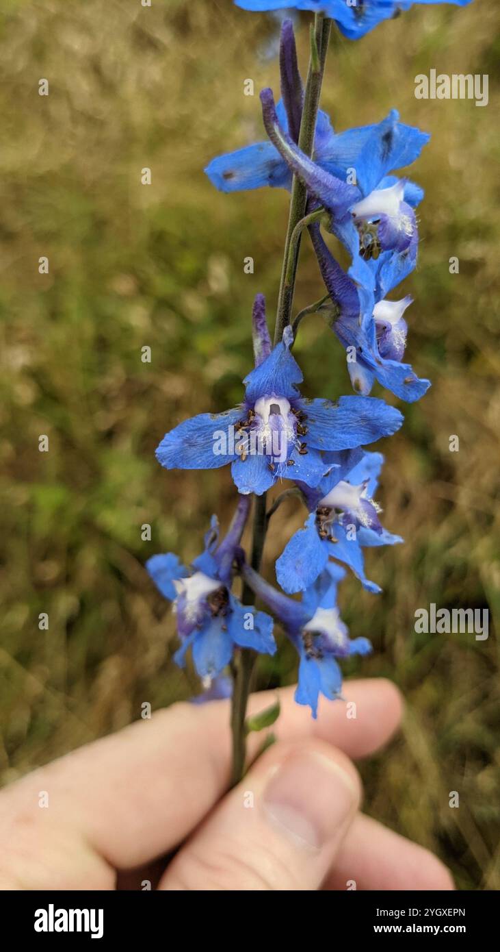 Wild Blue Larkspur (Delphinium carolinianum Stock Photo - Alamy