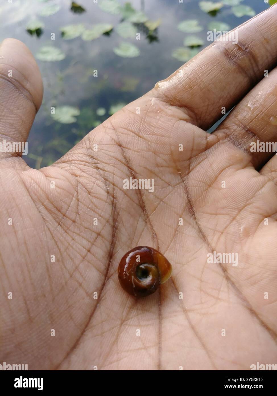 Marsh Ramshorn (Planorbella trivolvis Stock Photo - Alamy