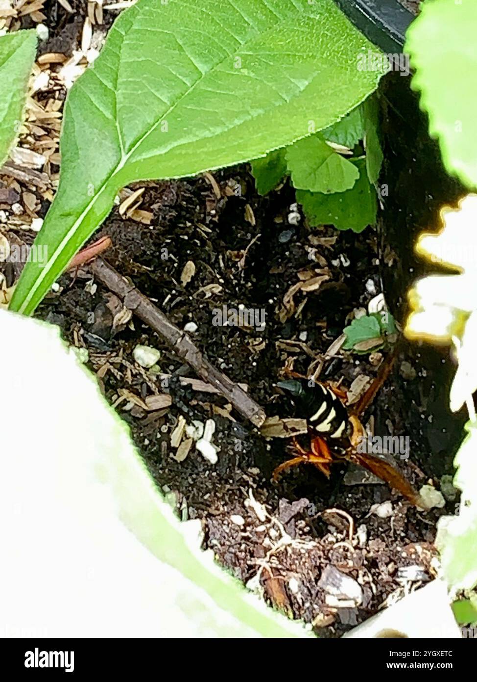 Eastern Cicada-killer Wasp (Sphecius speciosus Stock Photo - Alamy