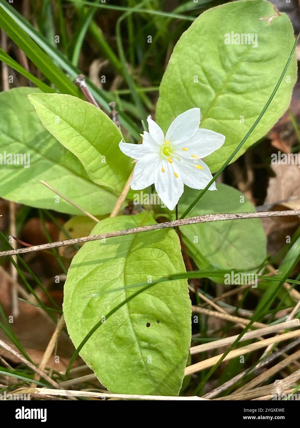Arctic Starflower (Lysimachia europaea Stock Photo - Alamy