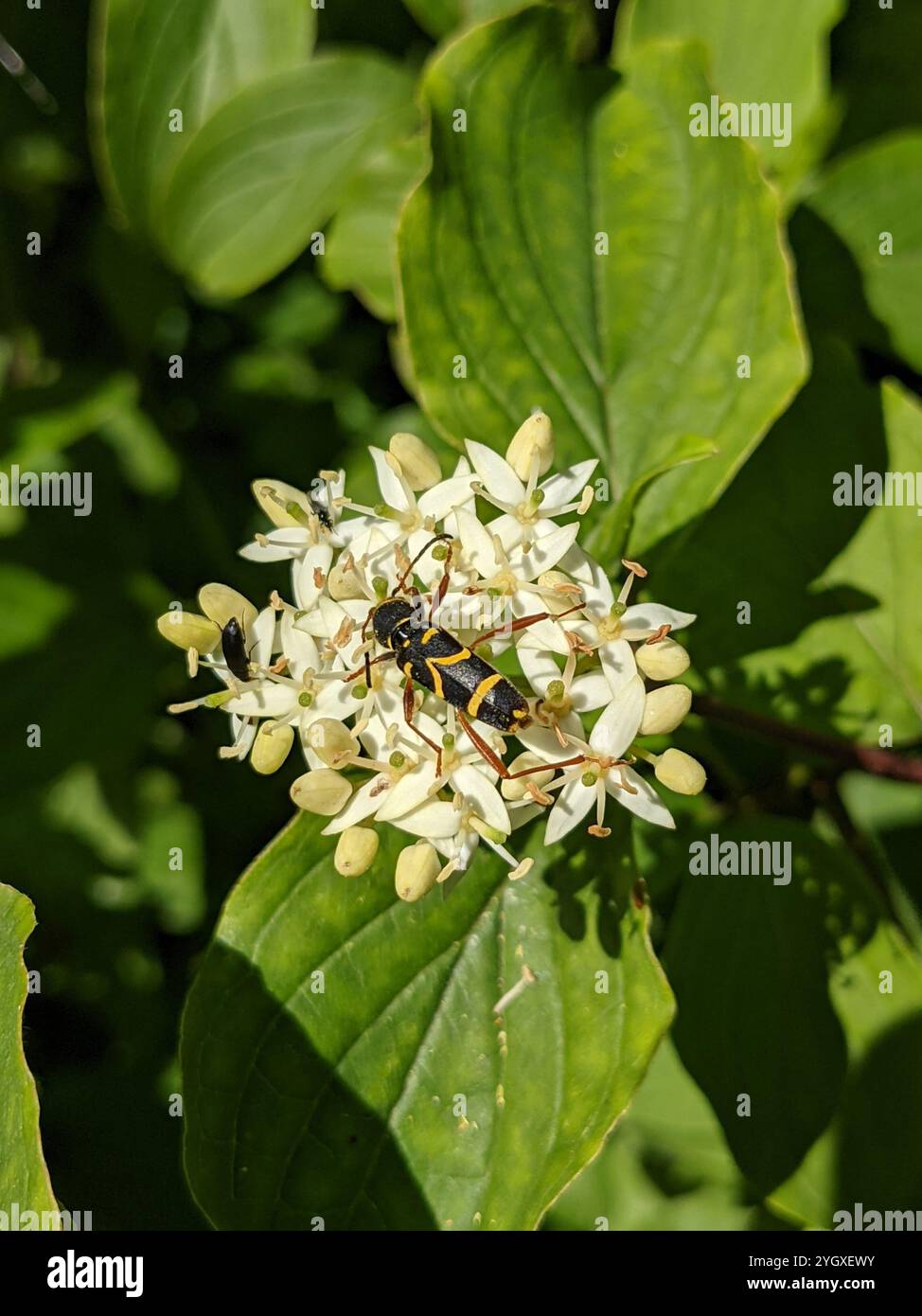 Wasp Beetle (Clytus arietis Stock Photo - Alamy