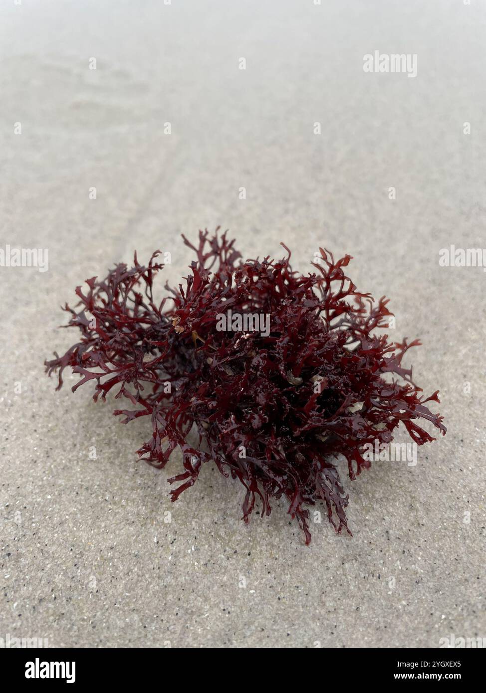 red algae (Rhodophyta Stock Photo - Alamy