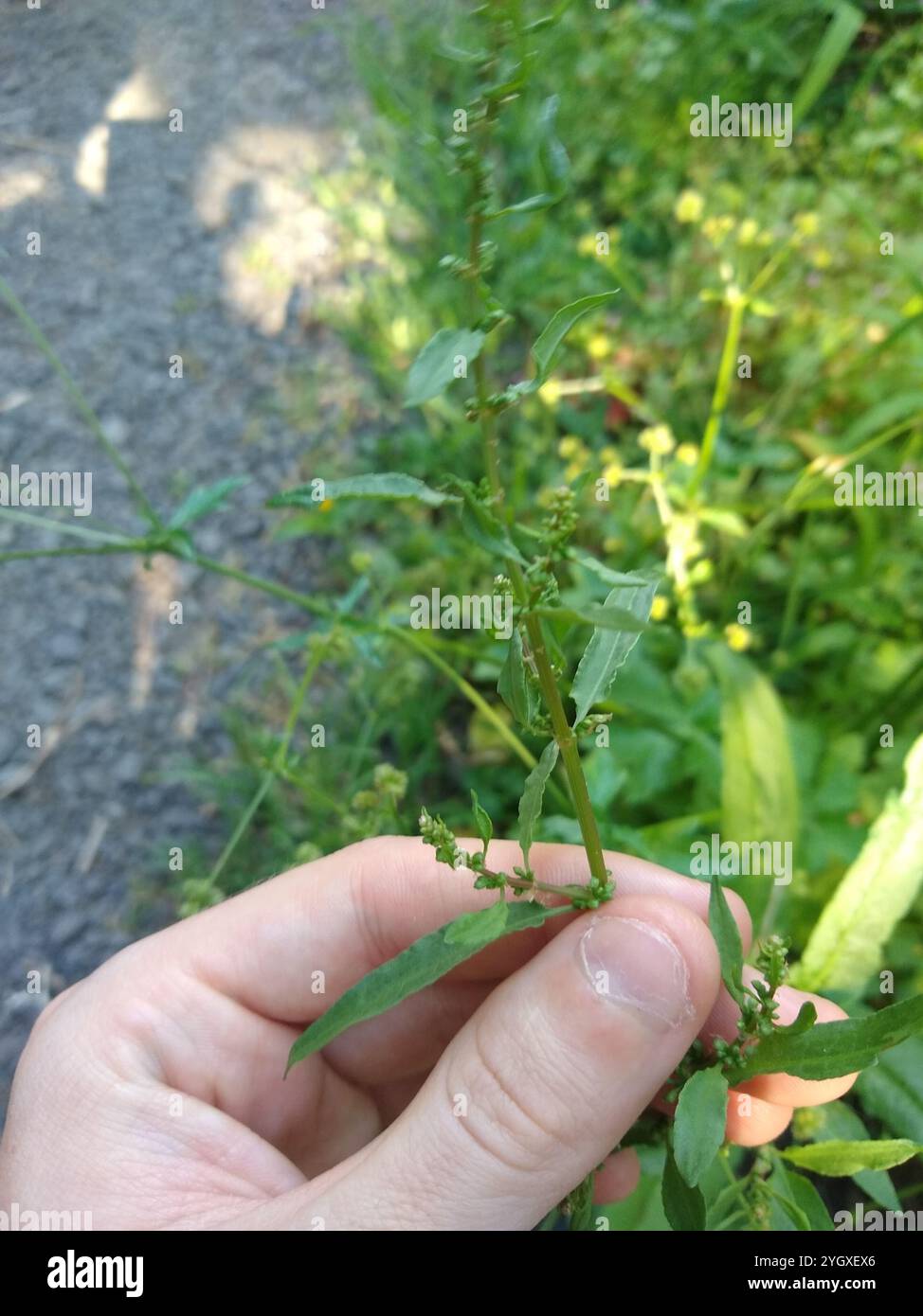 Clustered Dock (Rumex conglomeratus Stock Photo - Alamy