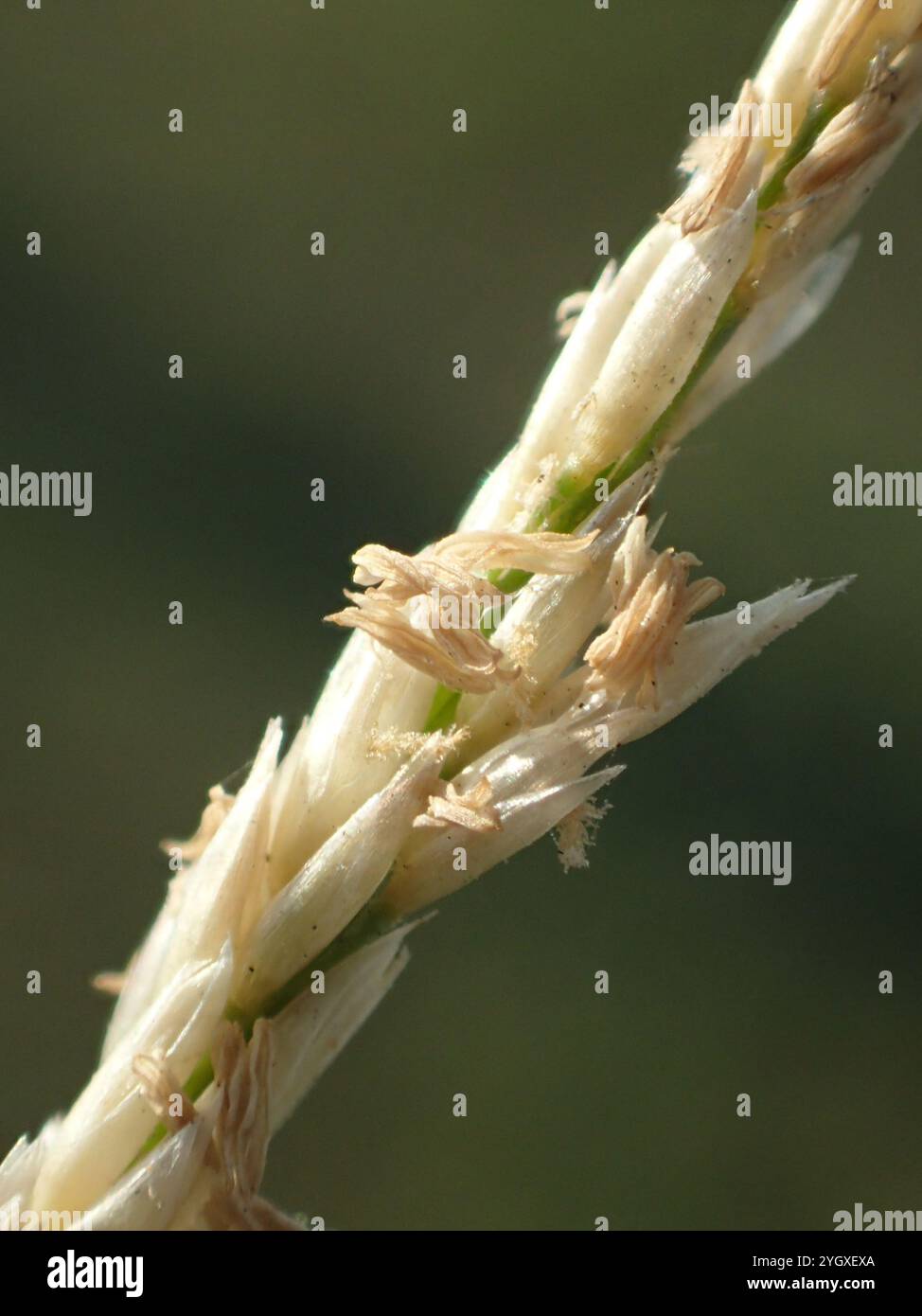 seashore dropseed (Sporobolus virginicus Stock Photo - Alamy