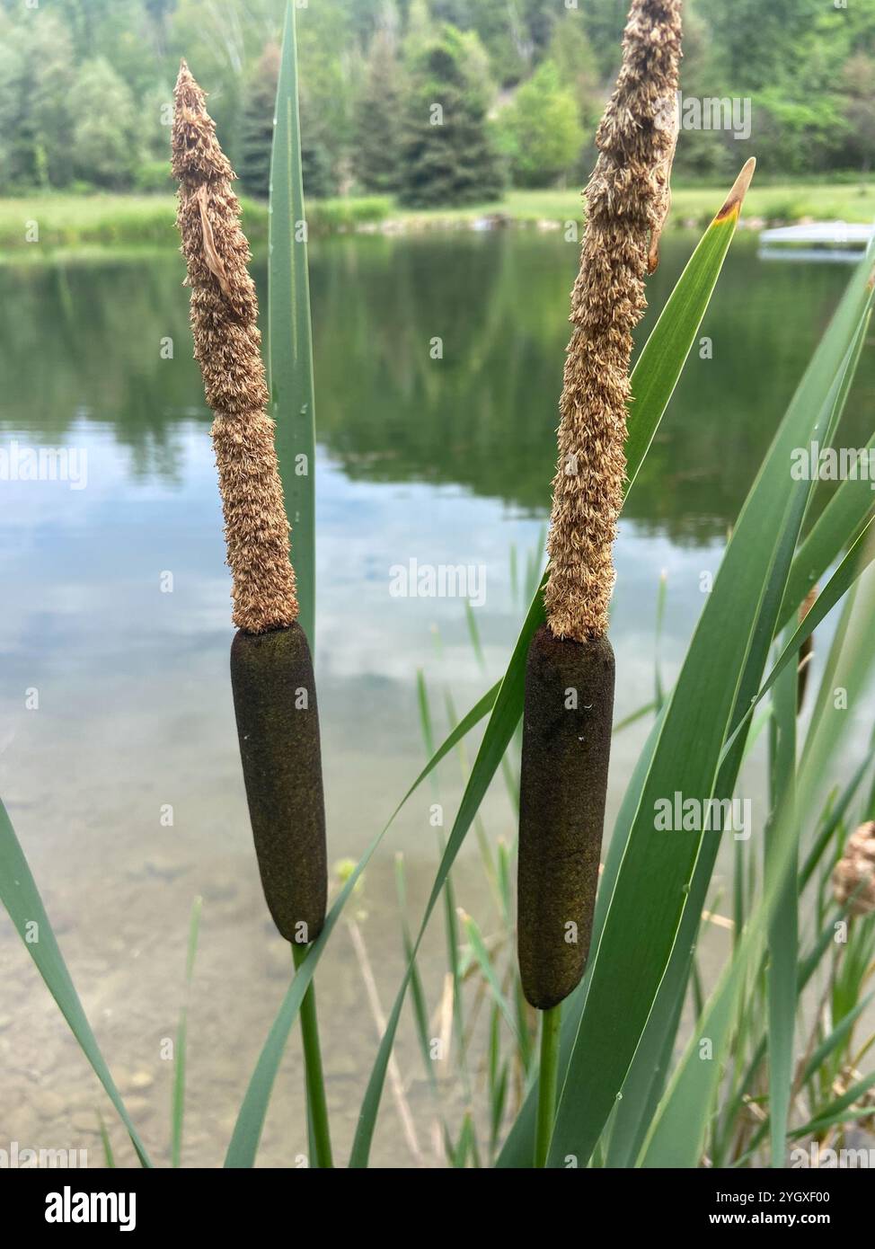 broadleaf cattail (Typha latifolia Stock Photo - Alamy