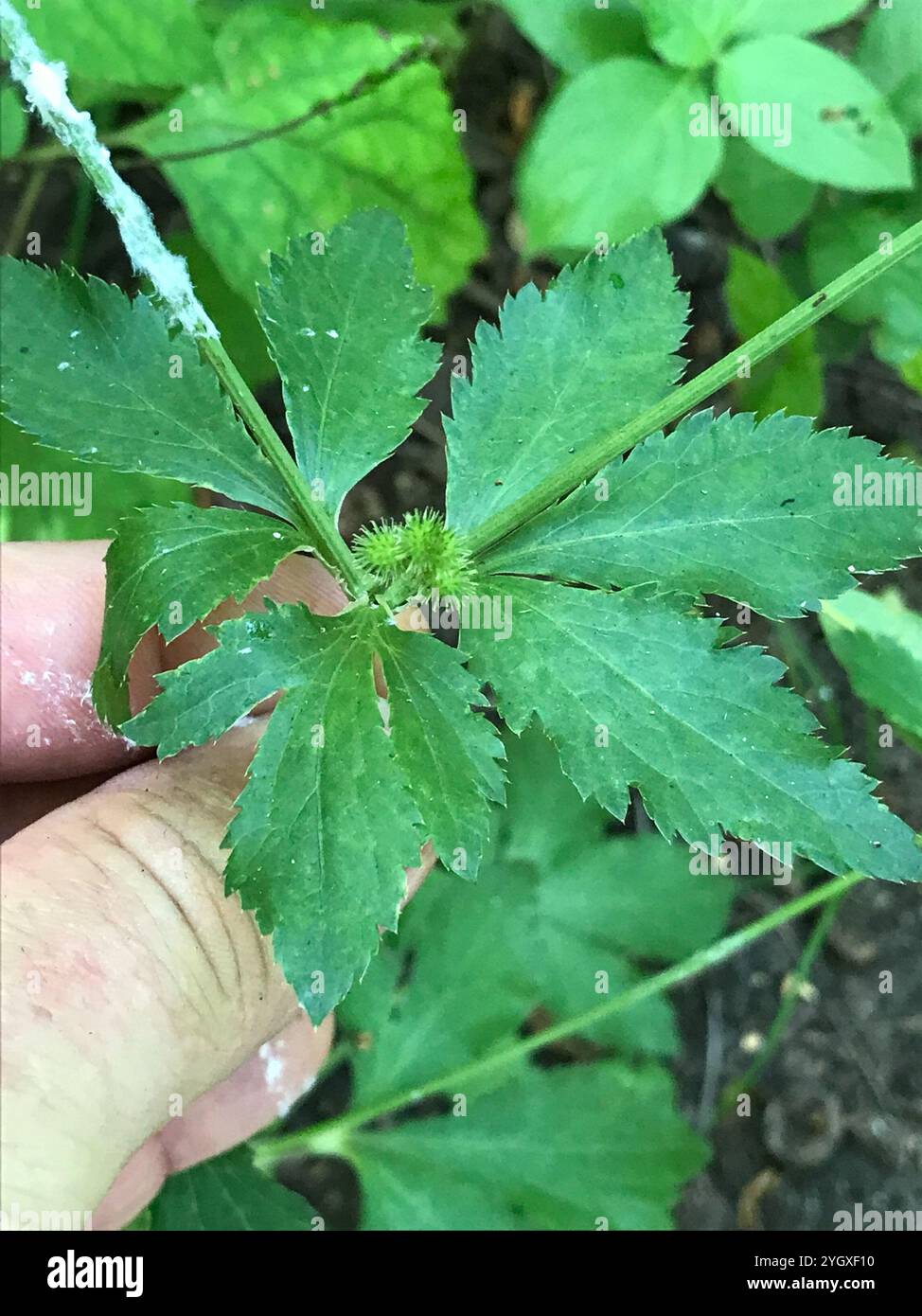 Black Snakeroot (Sanicula canadensis Stock Photo - Alamy