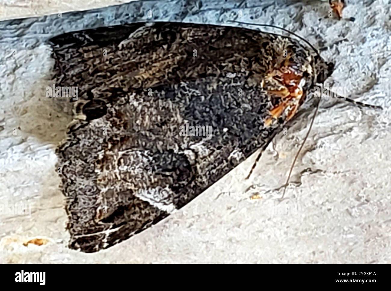 Locust Underwing (Euparthenos nubilis Stock Photo - Alamy