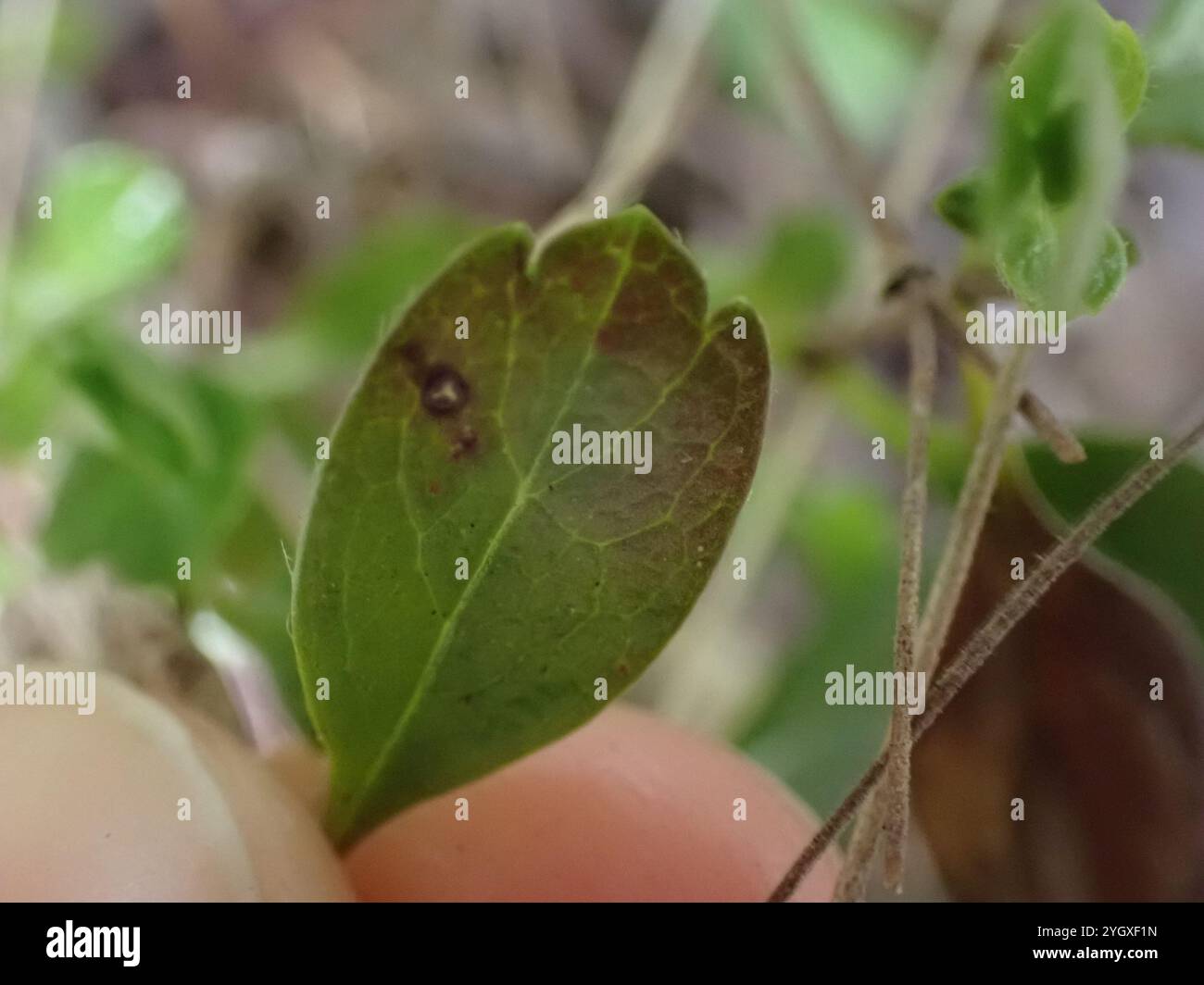 Twinflower (Linnaea borealis Stock Photo - Alamy