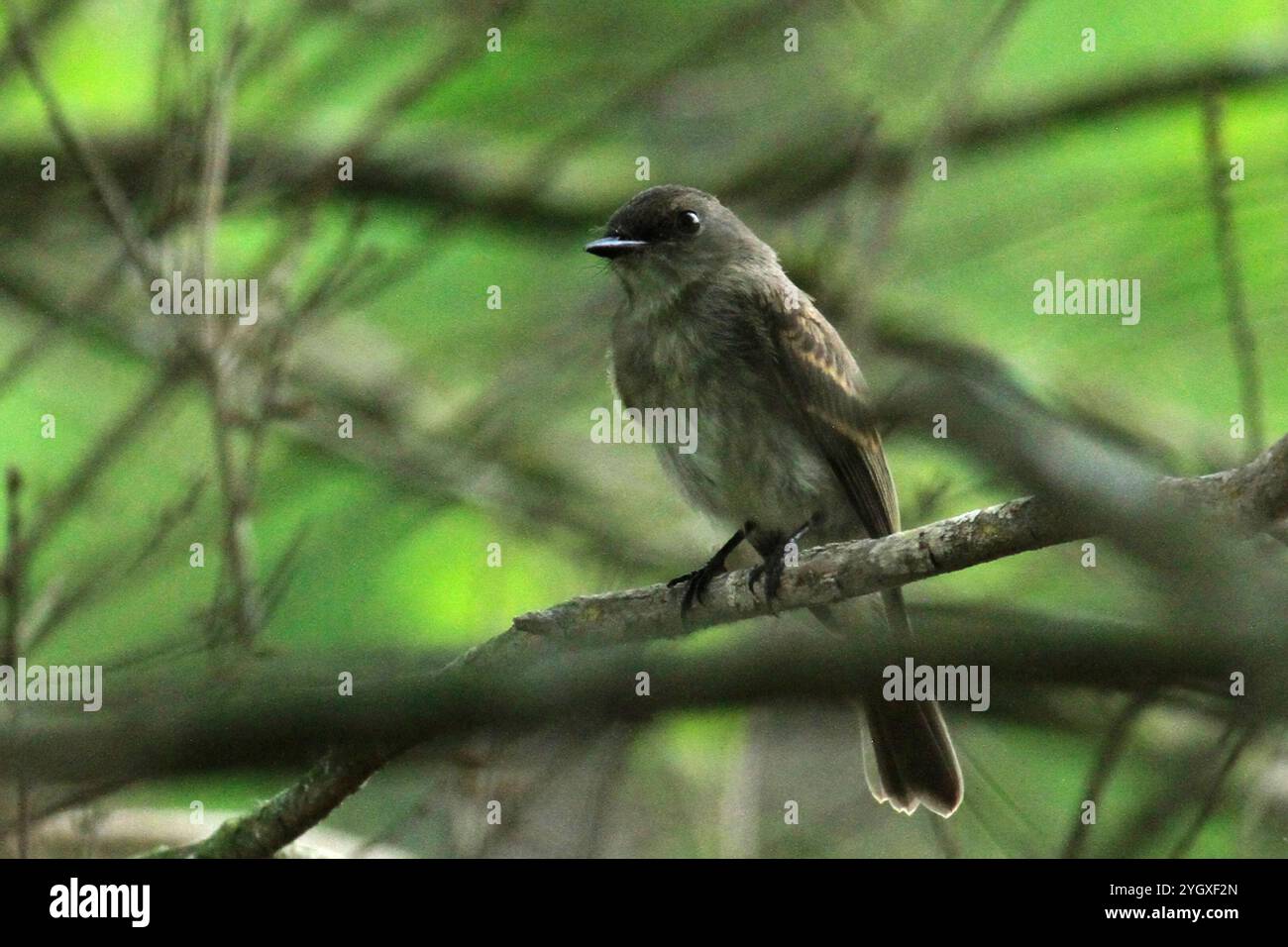 Eastern Phoebe (Sayornis phoebe Stock Photo - Alamy