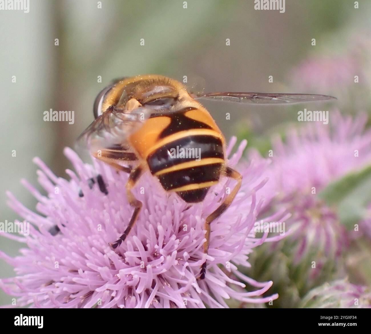 Stripe-winged Drone Fly (Eristalis horticola Stock Photo - Alamy