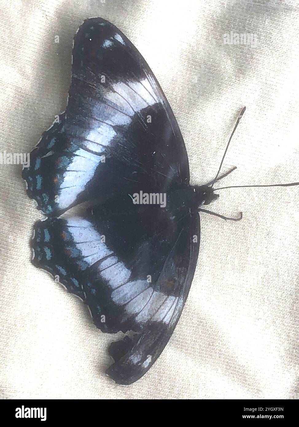 American White Admiral (Limenitis arthemis arthemis Stock Photo - Alamy