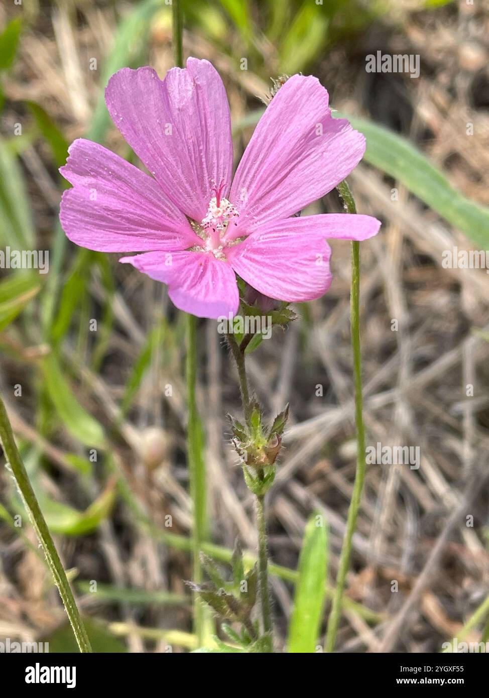 Checkerbloom hi-res stock photography and images - Alamy