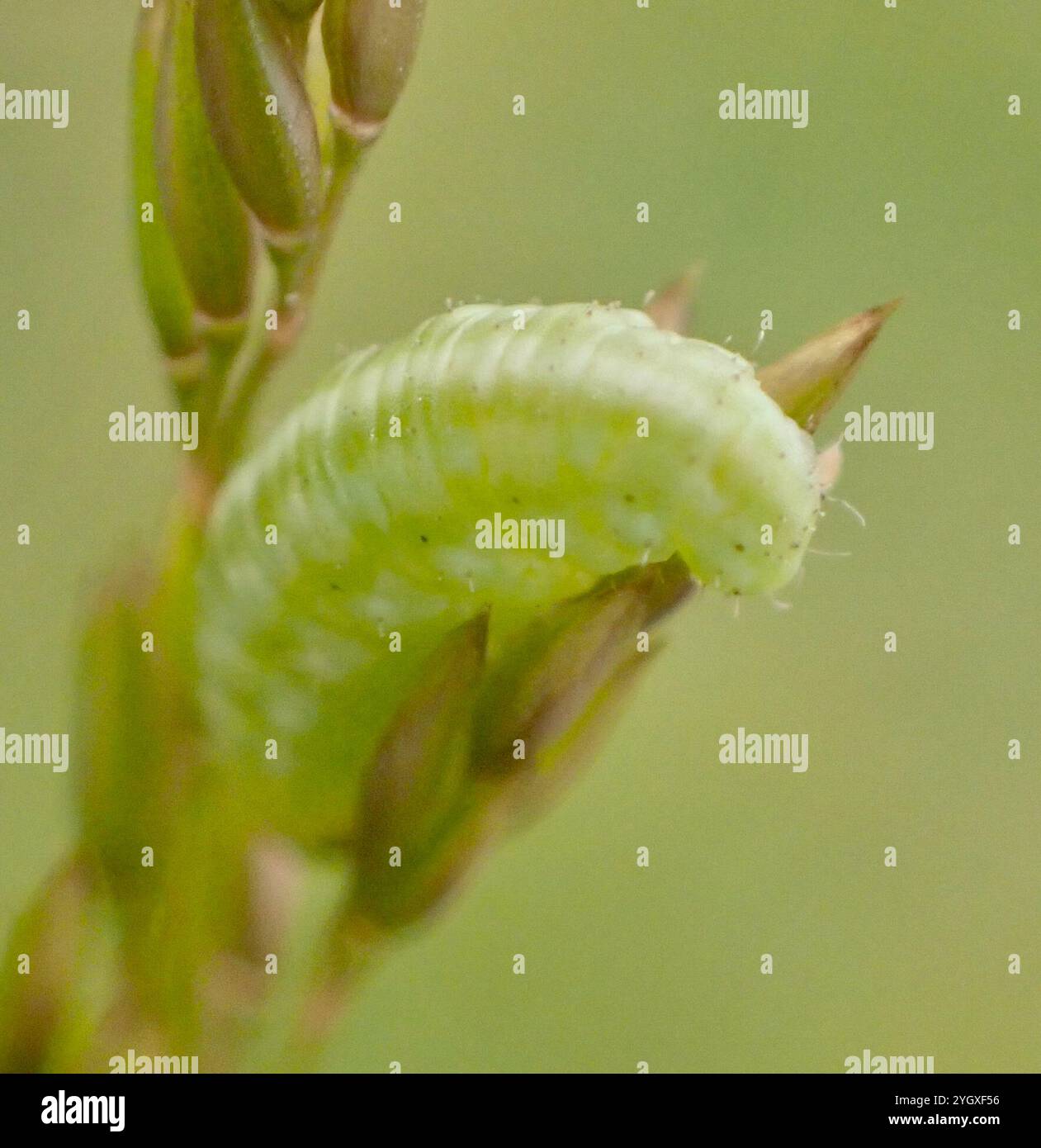 Butterflies and Moths (Lepidoptera Stock Photo - Alamy