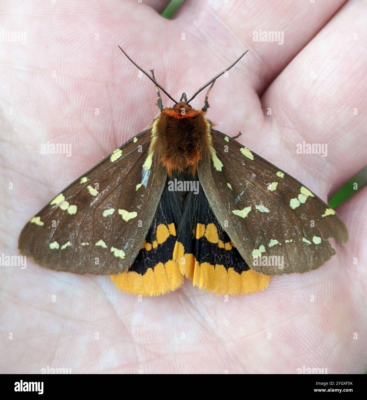 St. Lawrence Tiger Moth (Arctia parthenos Stock Photo - Alamy
