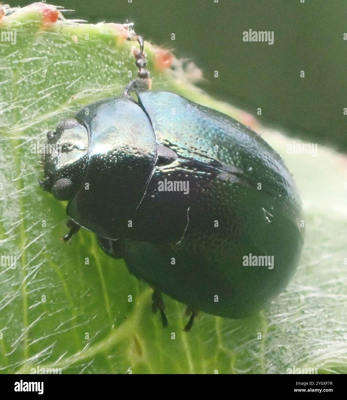 Willow Leaf Beetle (Plagiodera versicolora Stock Photo - Alamy