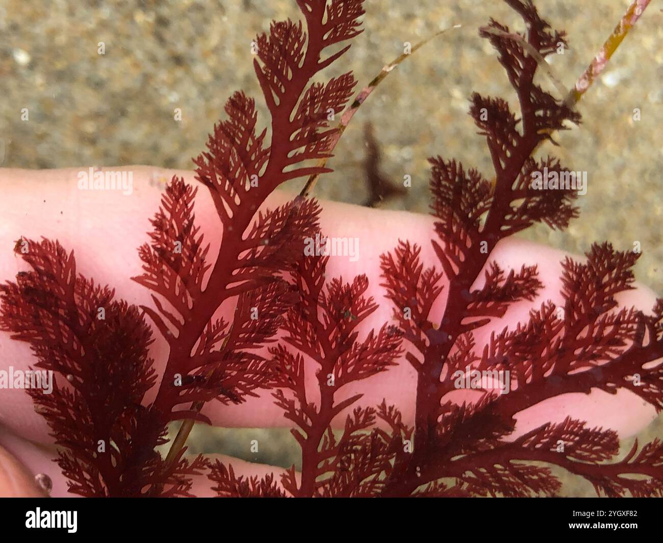 Plocamium cartilagineum hi-res stock photography and images - Alamy