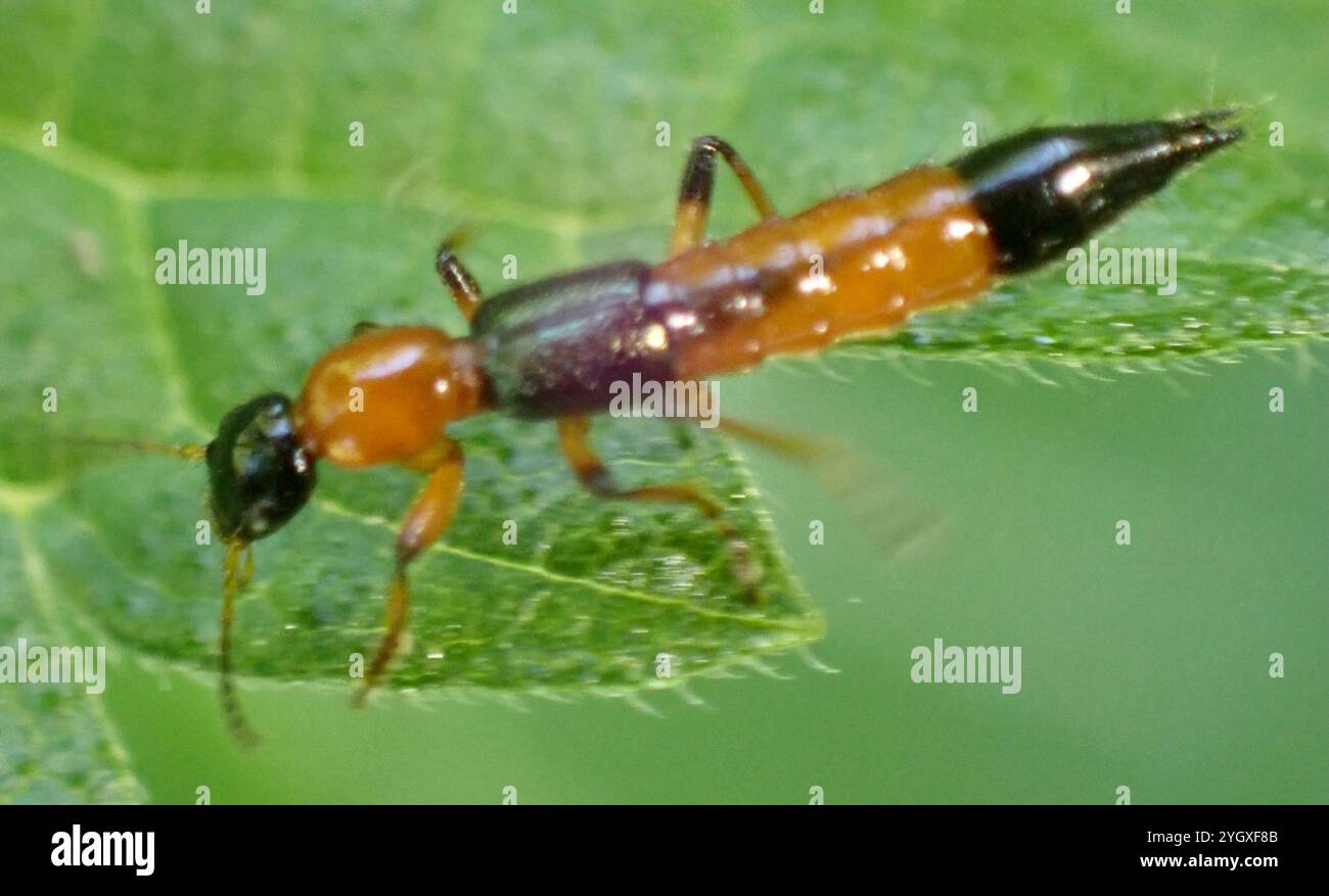 Paederus hi-res stock photography and images - Alamy