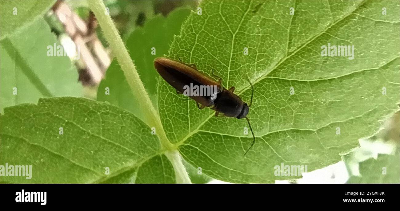 margined click beetle (Dalopius marginatus Stock Photo - Alamy