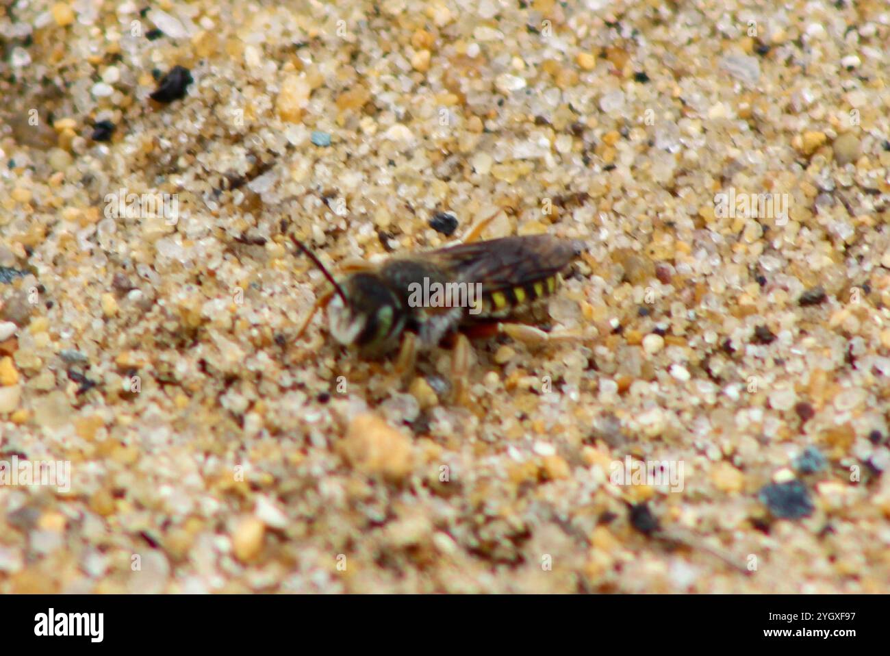 Anthidium oblongatum hi-res stock photography and images - Alamy