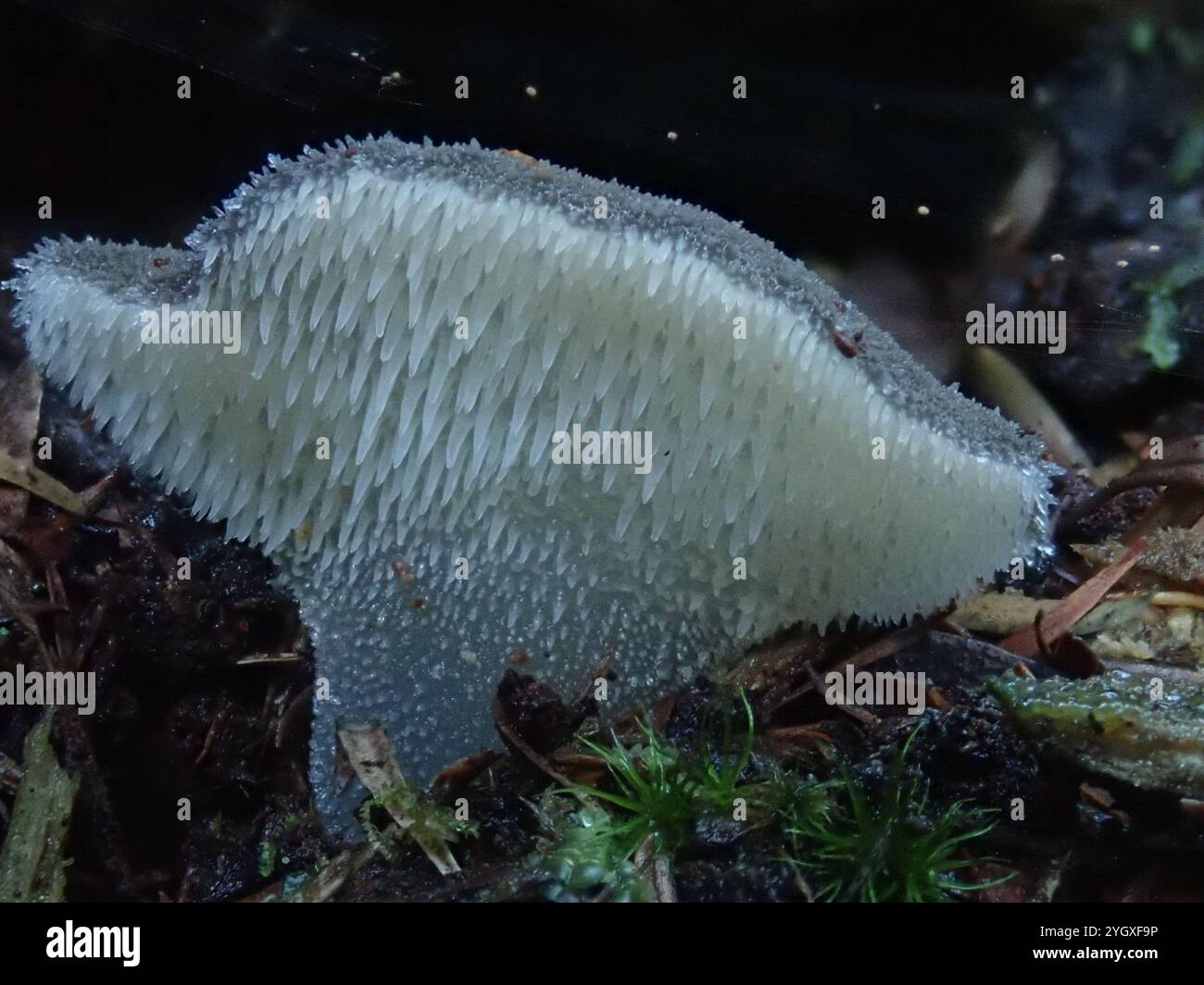 Toothed Jelly Fungus (Pseudohydnum gelatinosum Stock Photo - Alamy