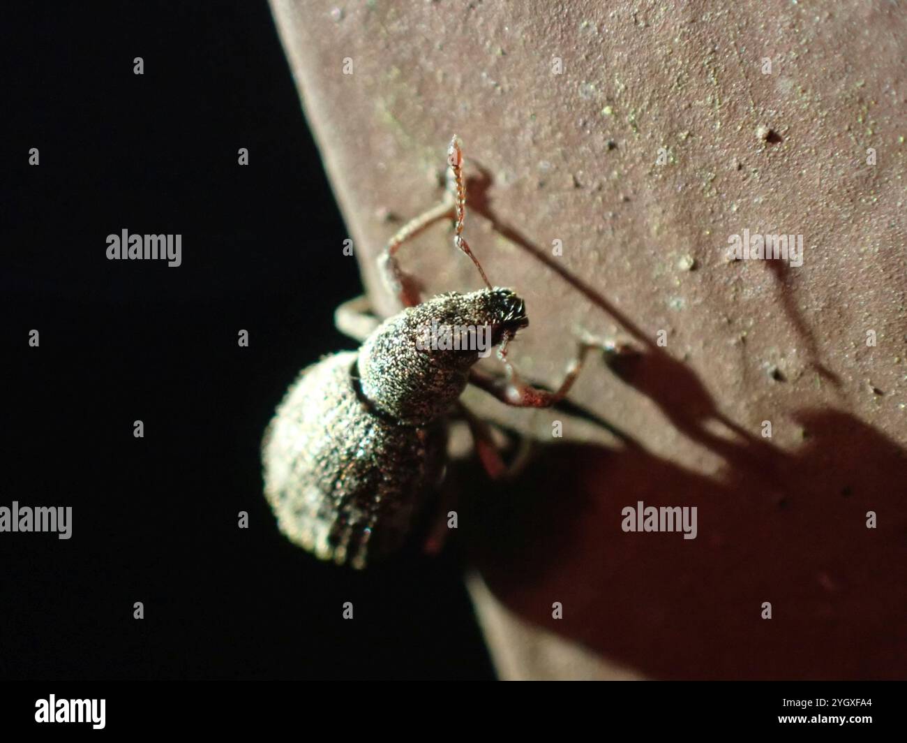 Strawberry Root Weevil (Sciaphilus asperatus Stock Photo - Alamy
