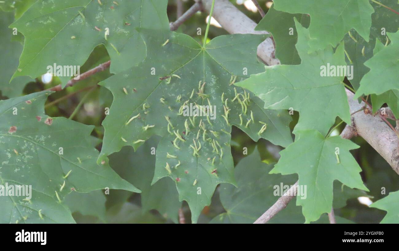 Maple Spindle Gall Mite (Vasates aceriscrumena Stock Photo - Alamy