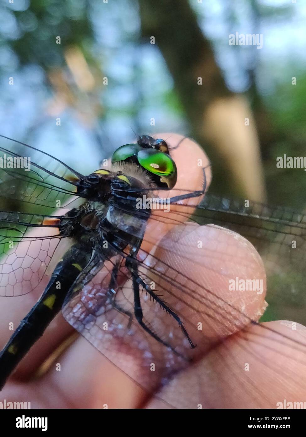River Cruisers (Macromia Stock Photo - Alamy
