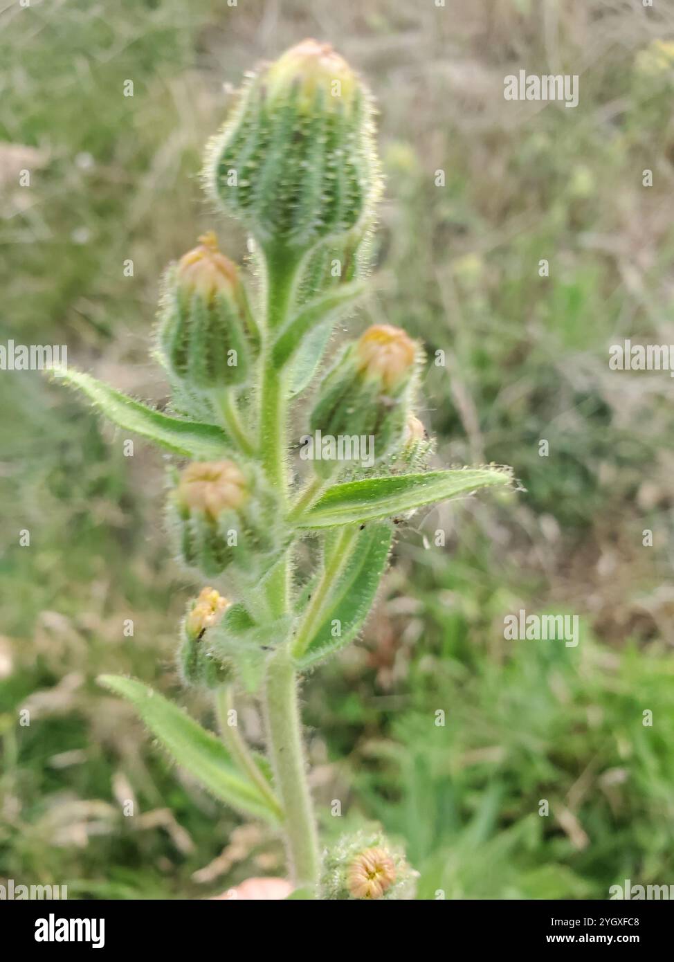 Madia sativa hi-res stock photography and images - Alamy