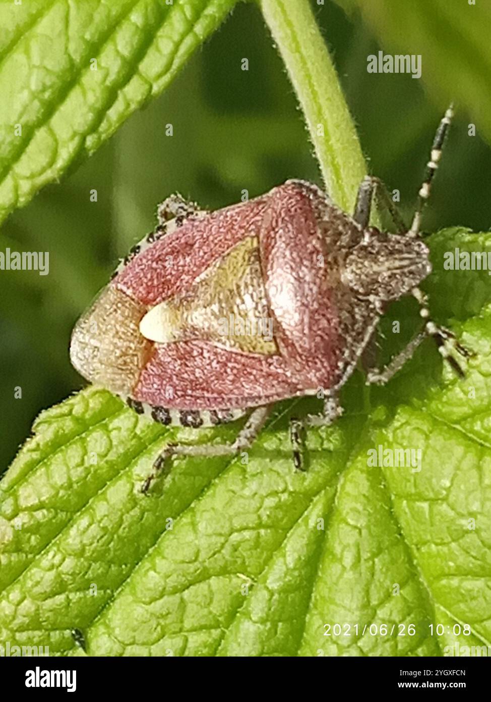 Sloe Bug (Dolycoris baccarum Stock Photo - Alamy