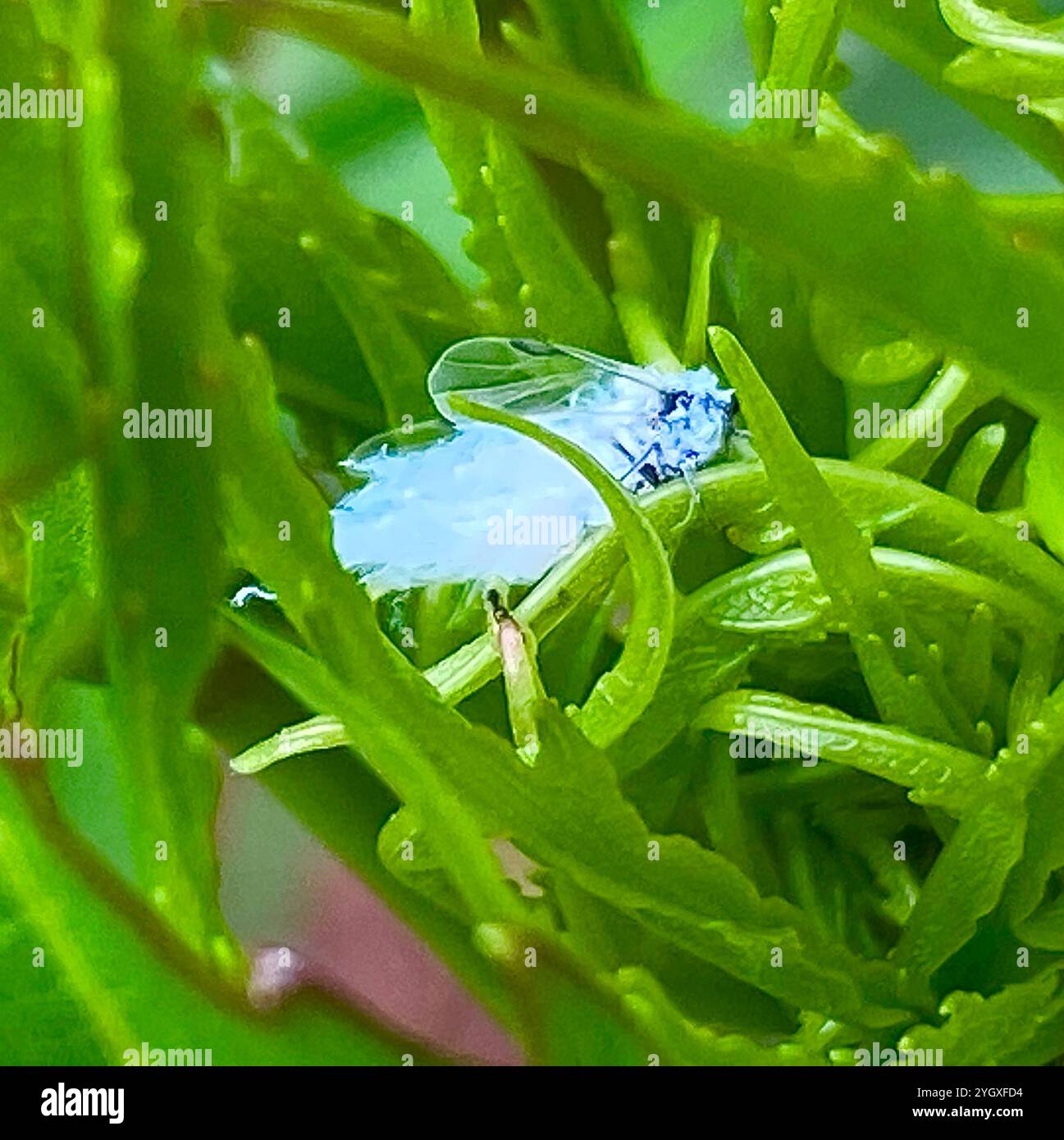 Woolly Alder Aphid (Prociphilus tessellatus Stock Photo - Alamy