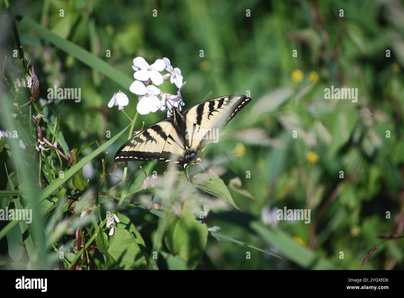 Western Tiger Swallowtail (Papilio rutulus Stock Photo - Alamy