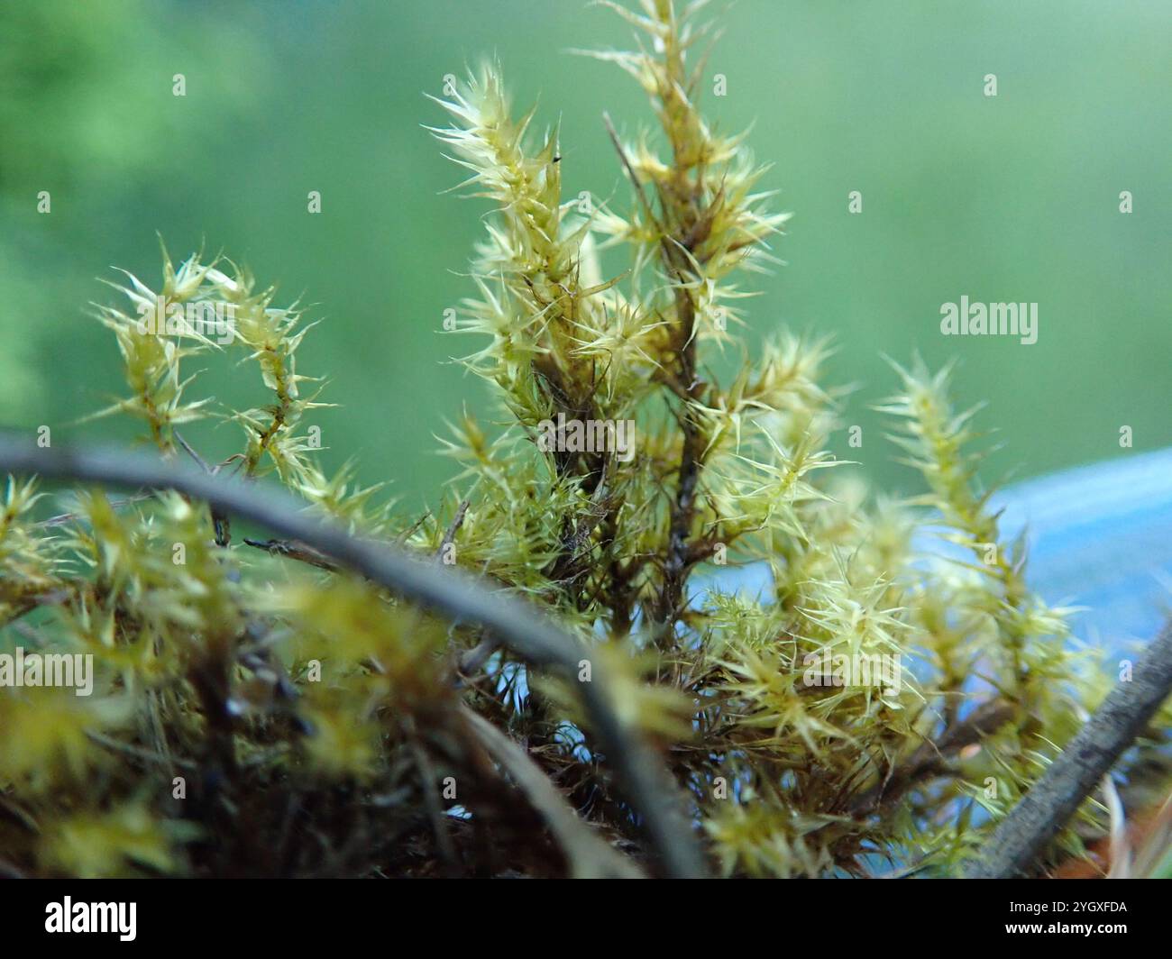 Yellow Starry Fen Moss (Campylium stellatum Stock Photo - Alamy