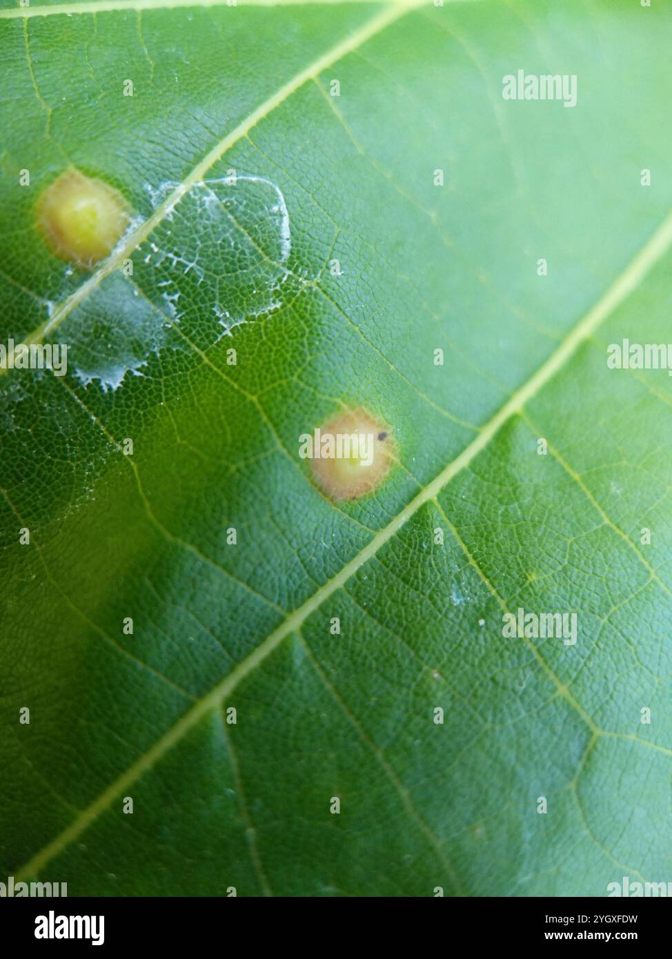 Linden Wart Gall Midge (Contarinia verrucicola Stock Photo - Alamy