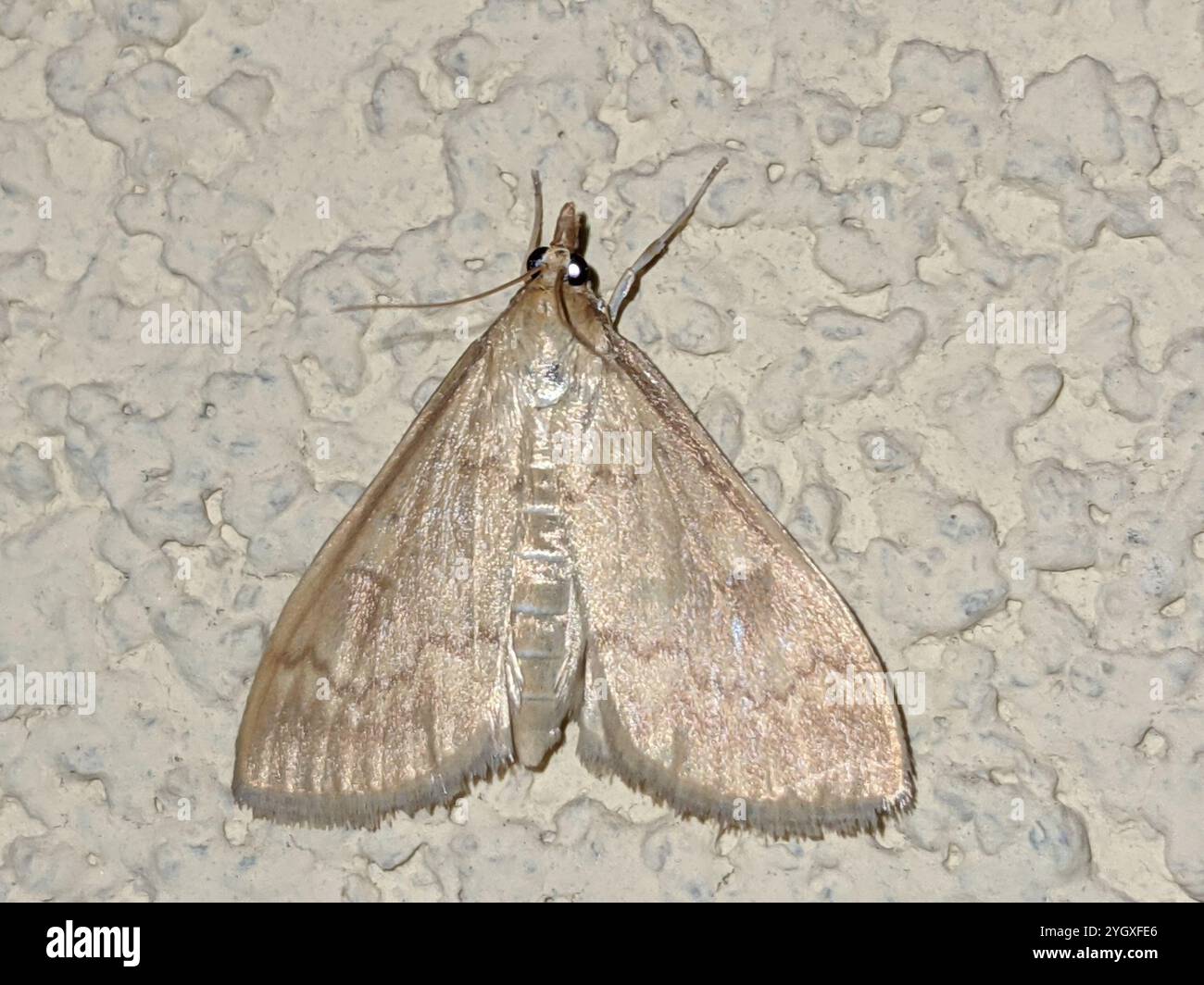 European Corn Borer Moth (Ostrinia nubilalis Stock Photo - Alamy