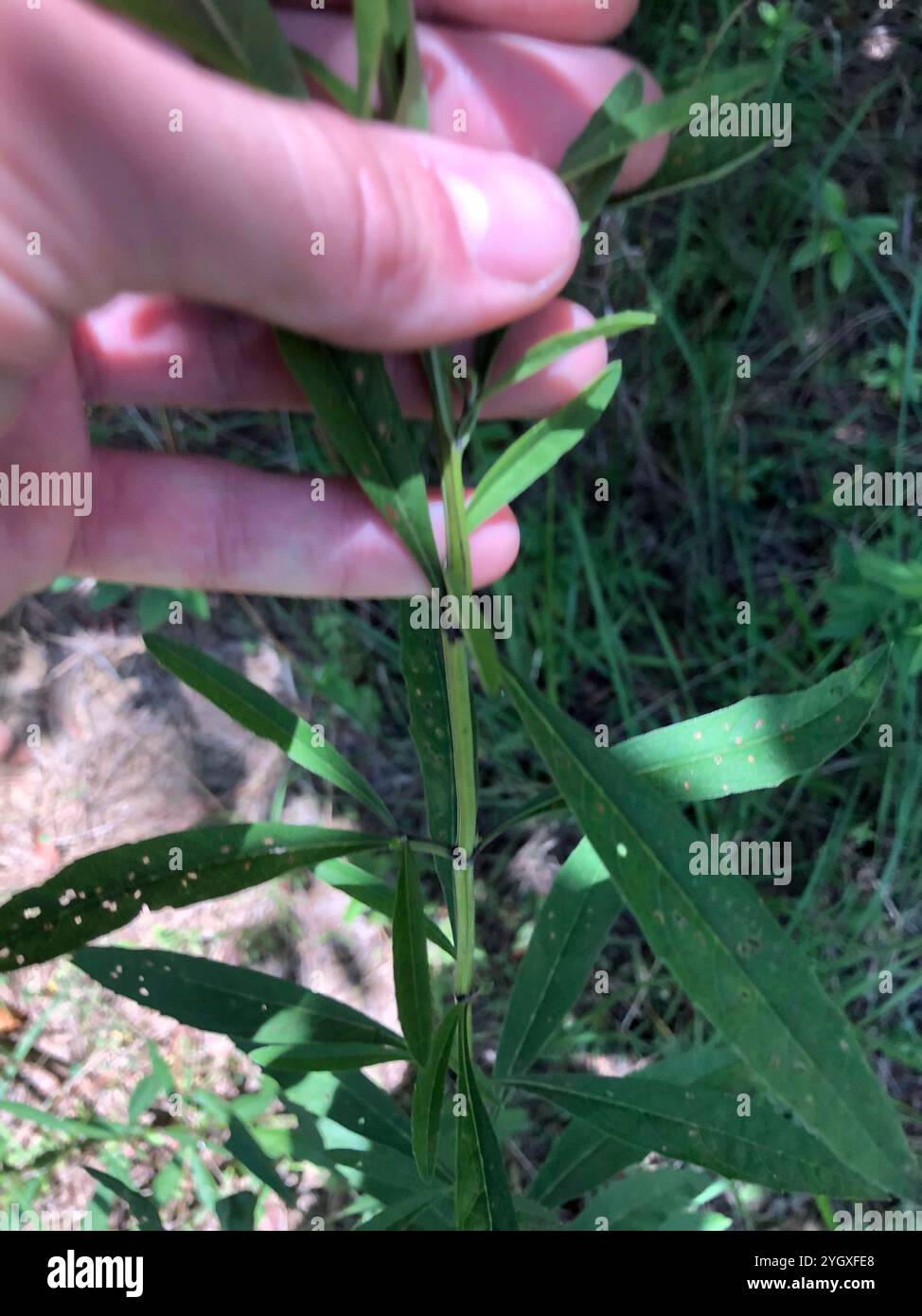 Prairie Sage (Salvia azurea grandiflora Stock Photo - Alamy