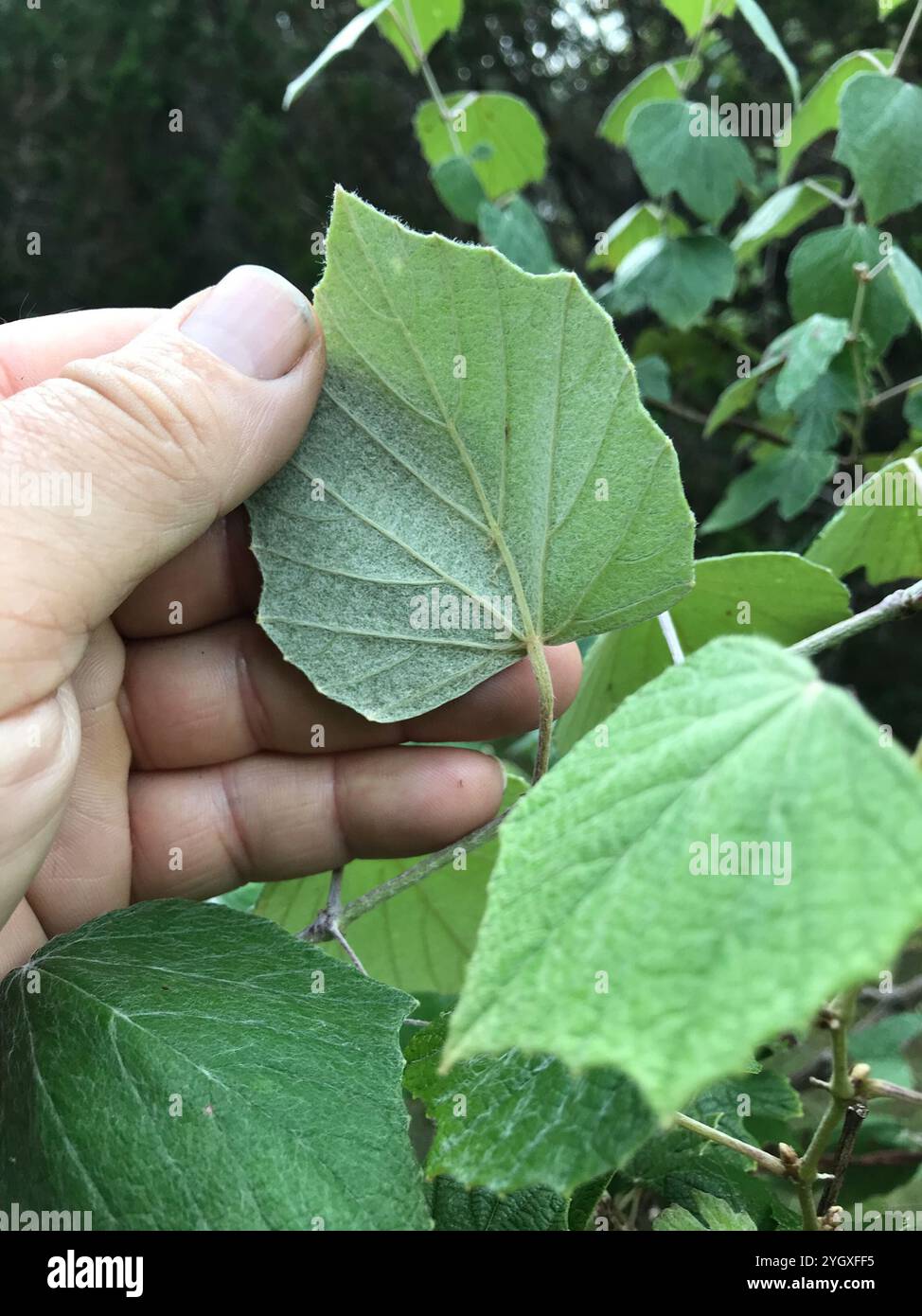 Vitis mustangensis hi-res stock photography and images - Alamy