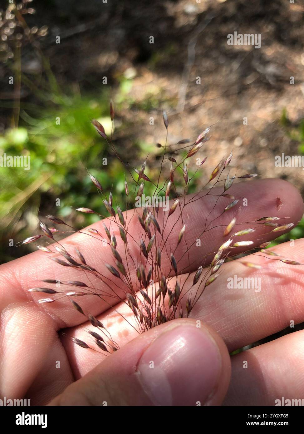 wavy hair-grass (Avenella flexuosa Stock Photo - Alamy