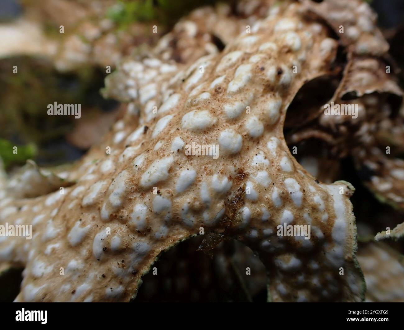 Tree Lungwort (Lobaria pulmonaria Stock Photo - Alamy